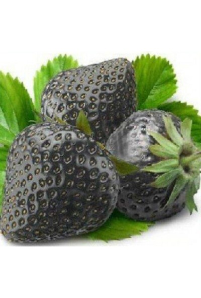 Tohum Dünyam 20 Adet Siyah Çilek Tohumu