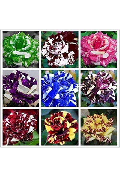 Tohum Dünyam 9 Adet 9 Renk Tiger Striped Gül Tohumu