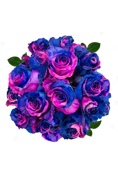 Tohum Dünyam 5 Adet Satürnrose Gül Tohumu