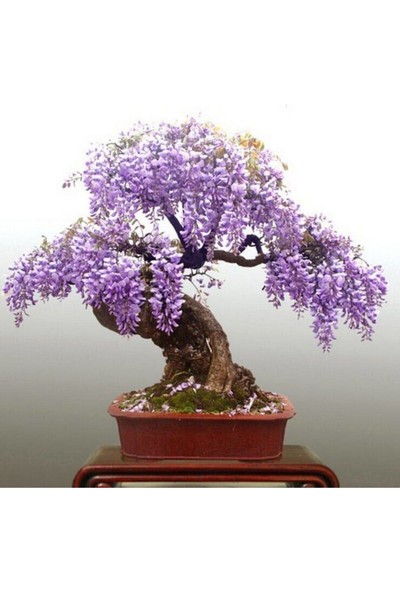 Tohum Dünyam Wisteria Bonsai Ağacı Tohumu 3 Adet Tohum Dünyam Wisteria Bonsai Ağacı Tohumu 3 Adet