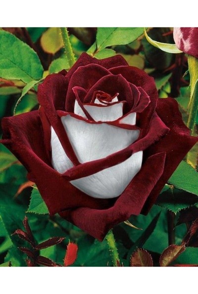 Tohum Dünyam 5 Adet Redwhite Gül Tohumu