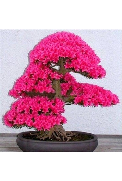 Tohum Dünyam Japon Sakura Bonsai Ağacı Tohumu 3 Adet Tohum Dünyam Japon Sakura Bonsai Ağacı Tohumu 3 Adet