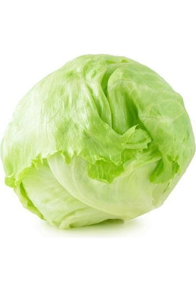 Tohum Dünyam Göbekli Iceberk Marul Tohumu 100 Adet Tohum Iceberc Tohum Dünyam Göbekli Iceberk Marul Tohumu 100 Adet Tohum Iceberc