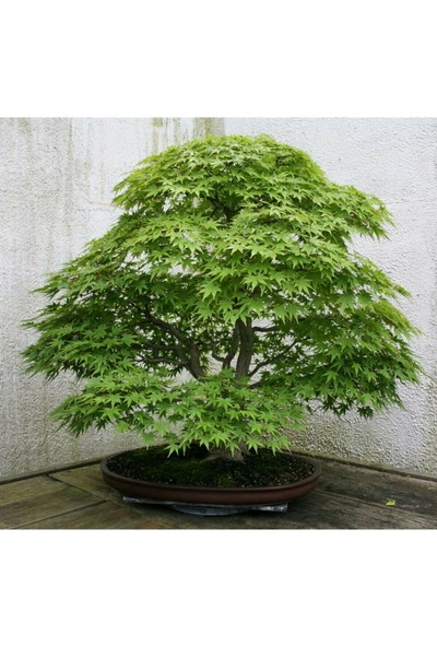 Tohum Dünyam Bodur Japon Redwood Bonzai Ağacı Tohumu 5 Adet Bonsai Ağacı Tohumu