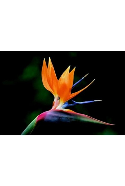 Tohum Dünyam Nadir Cennet Kuşu Orkide Tohumu 2 Tohum Çiçek Tohumu