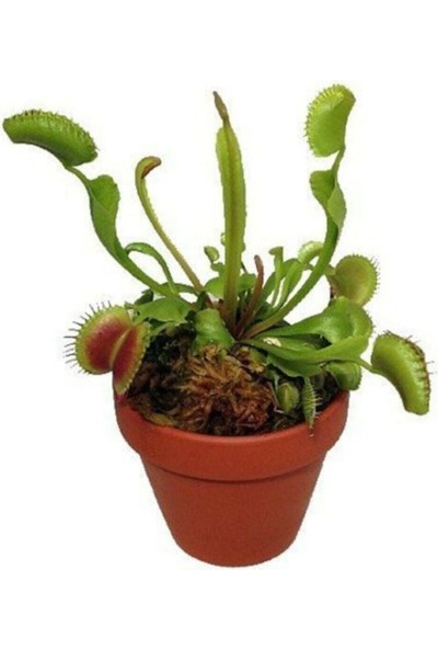 Tohum Dünyam Venus Fly Trap Tohumu 5 Adet Tohum Etçil Bitki Etobur Bitki Sinek Kapan Tohum Dünyam Venus Fly Trap Tohumu 5 Adet Tohum Etçil Bitki Etobur Bitki Sinek Kapan