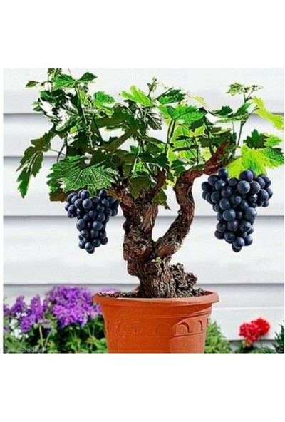 Tohum Dünyam Bodur Siyah Üzüm Bonzai Ağacı Tohumu 5 Adet Bonsai Ağacı Tohumu