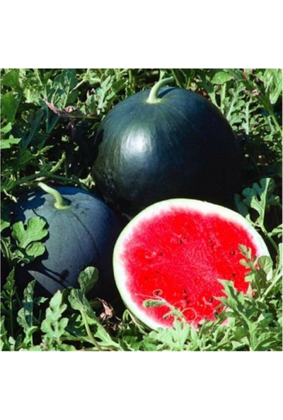 Tohum Dünyam Meşhur Halep Siyah Karpuz Tohumu 15 Adet Tohum Tohum Dünyam Meşhur Halep Siyah Karpuz Tohumu 15 Adet Tohum