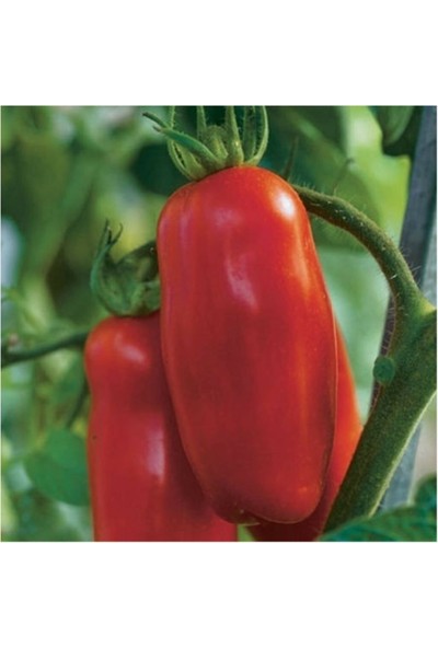 Tohum Dünyam San Marzano Domates 25+ Tohum Tohum Dünyam San Marzano Domates 25+ Tohum