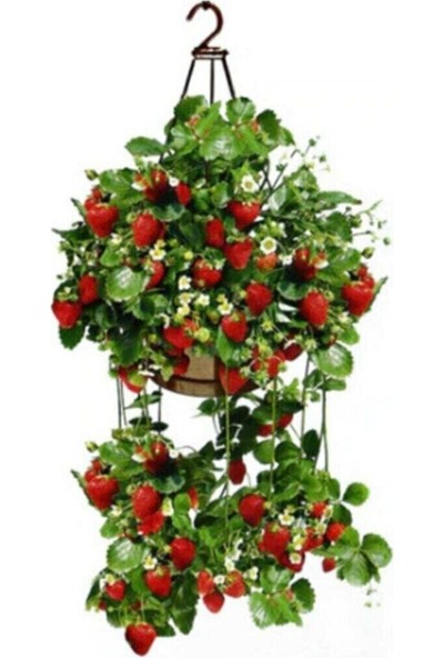 Tohum Dünyam 4 Mevsim Yediveren Çilek Tohumu 10 Adet Tohum Saksılık Çilek