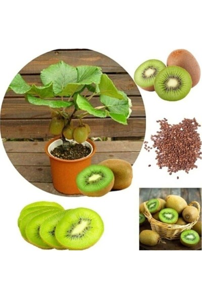 Tohum Dünyam Kivi Bonzai Ağacı Tohumu 5 Adet Bonsai Ağacı Tohumu