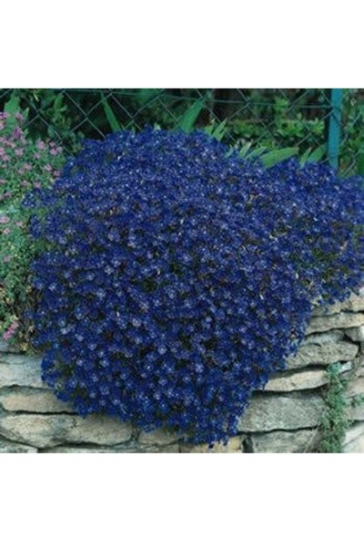 Tohum Dünyam 10 Adet Mavi Renkli Lobelya Çiçeği Tohumu Tohum Dünyam 10 Adet Mavi Renkli Lobelya Çiçeği Tohumu