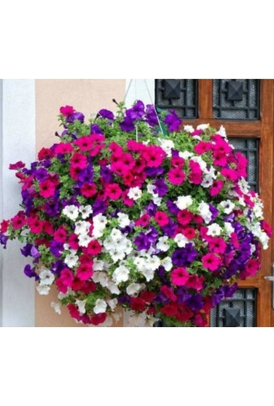 Tohum Dünyam 25 Adet Petunya Balkon Çiçeği Tohumu Tohum Dünyam 25 Adet Petunya Balkon Çiçeği Tohumu