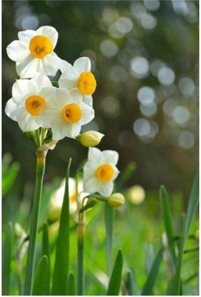 Tohum Dünyam Nergiz Tohumu 5 Adet Tohum Nergis Çiçeği Tohumu Çiçek Tohumu