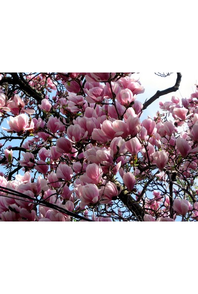 Rüzgar Botanik Pembe Manolya Yaprak Döken 60 cm 80 cm Rüzgar Botanik Pembe Manolya Yaprak Döken 60 cm 80 cm