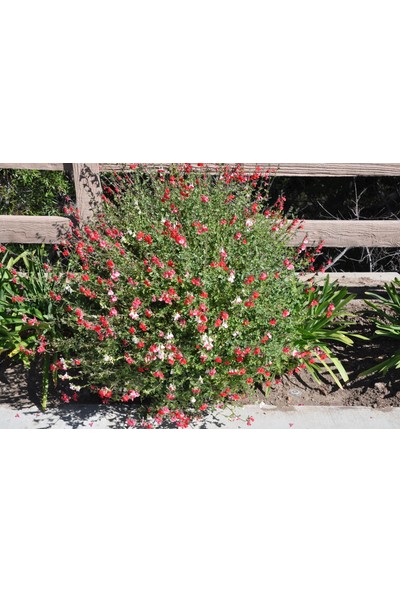 Rüzgar Botanik Kırmızı Adaçayı Salvia Fidanı Saksılı Rüzgar Botanik Kırmızı Adaçayı Salvia Fidanı Saksılı