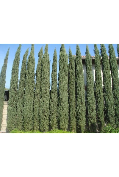 Rüzgar Botanik Kara Selvi Çiçeği Fidanı Saksılı 150CM 200CM Rüzgar Botanik Kara Selvi Çiçeği Fidanı Saksılı 150CM 200CM