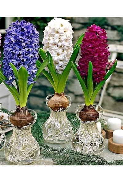 Lobelya Tohumculuk 5 Adet 3 Renk Sümbül Çiçeği Soğanı