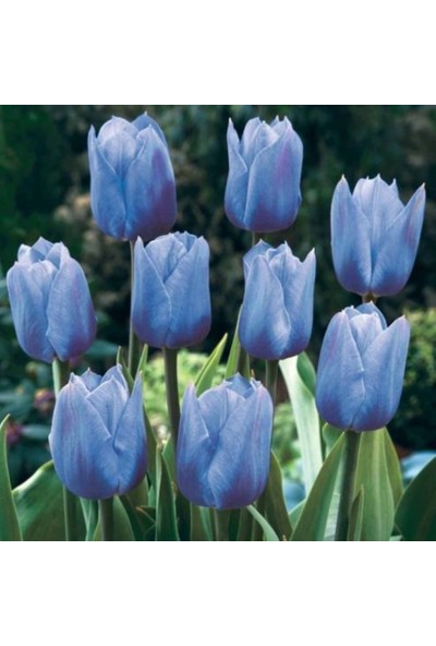 Lobelya Tohumculuk 5 Adet Soft Mavi Renkli Lale Çiçeği Soğanı Lobelya Tohumculuk 5 Adet Soft Mavi Renkli Lale Çiçeği Soğanı