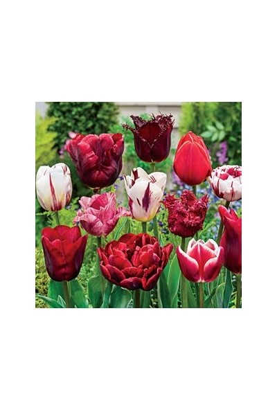 Lobelya Tohumculuk 10 Adet Karışık Renkli Ithal Lale Çiçeği Soğanı Lobelya Tohumculuk 10 Adet Karışık Renkli Ithal Lale Çiçeği Soğanı