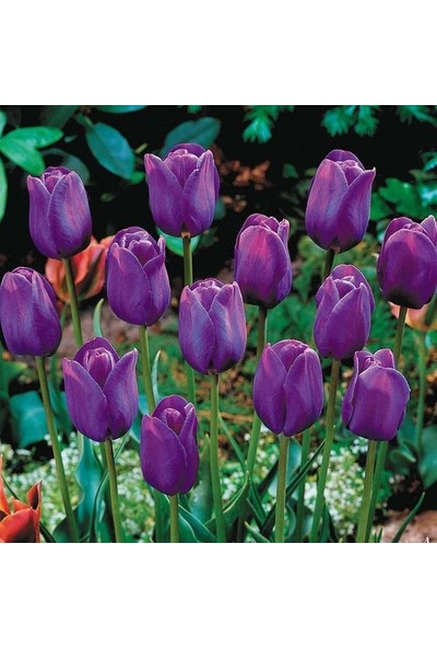 Lobelya Tohumculuk 5 Adet Mor Renkli Lale Çiçeği Soğanı