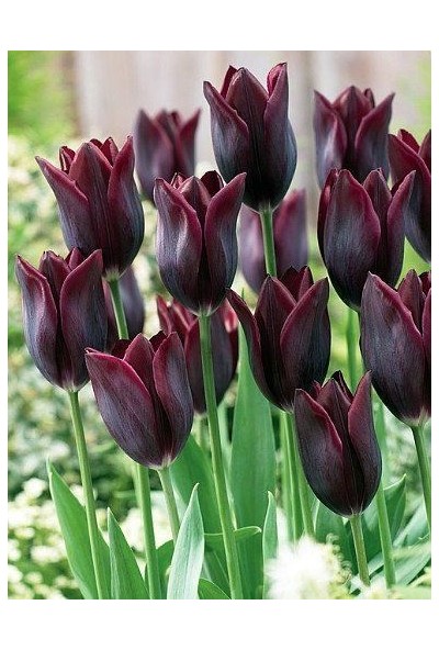 Lobelya Tohumculuk 5 Adet Bordo Renkli Lale Çiçeği Soğanı