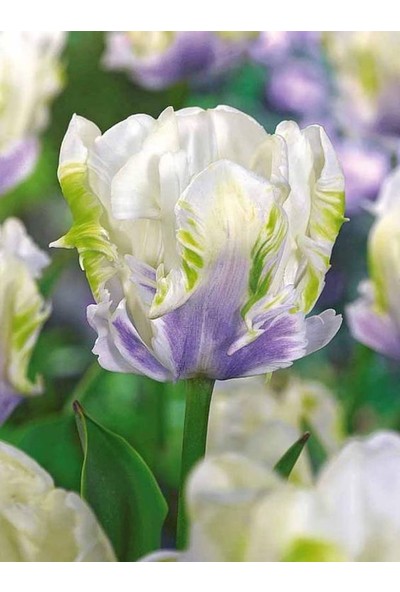 Lobelya Tohumculuk 5 Adet Özel Renkli Ithal Lale Çiçeği Soğanı Lobelya Tohumculuk 5 Adet Özel Renkli Ithal Lale Çiçeği Soğanı