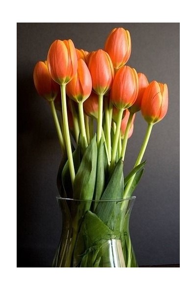 Lobelya Tohumculuk 5 Adet Soft Turuncu Renkli Lale Çiçeği Soğanı