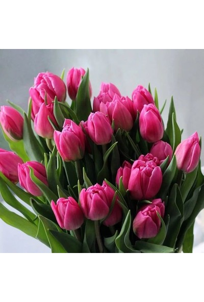 Lobelya Tohumculuk 5 Adet Koyu Pembe Renkli Lale Çiçeği Soğanı Lobelya Tohumculuk 5 Adet Koyu Pembe Renkli Lale Çiçeği Soğanı