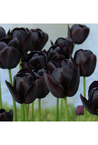 Lobelya Tohumculuk 5 Adet Inci Siyah Renkli Lale Çiçeği Soğanı