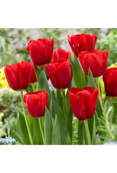 Lobelya Tohumculuk 5 Adet Iri Kırmızı Renkli Lale Çiçeği Soğanı Lobelya Tohumculuk 5 Adet Iri Kırmızı Renkli Lale Çiçeği Soğanı