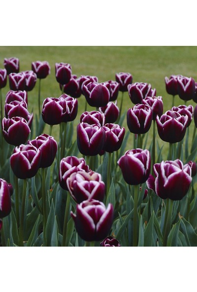 Lobelya Tohumculuk 5 Adet Mor-Beyaz Kenarlı Lale Çiçeği Soğanı