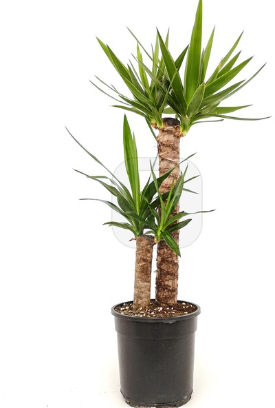 Gardenova Botanik Yucca Elephantipes (Avize Çiçeği) - 2 Gövdeli Gardenova Botanik Yucca Elephantipes (Avize Çiçeği) - 2 Gövdeli