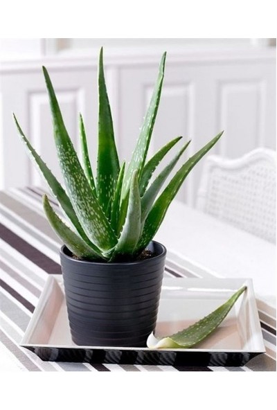 Bitki Karavanı Aloe Vera Bitkisi Bitki Karavanı Aloe Vera Bitkisi