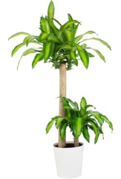 Bitki Karavanı Dracena Massengena 2 Gövdeli 100-120CM