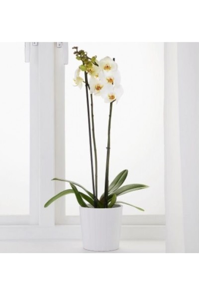Bitki Karavanı Orkide Çift Dal Beyaz Seramik Saksıda