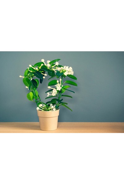 Bitki Karavanı Madagaskar Yasemini