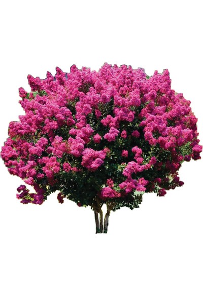 Havaza Erguvan Ağacı Fidanı Havaza Erguvan Ağacı Fidanı