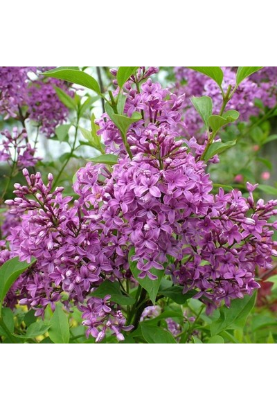 Havaza Kokulu Leylak Ağacı Fidanı Havaza Kokulu Leylak Ağacı Fidanı