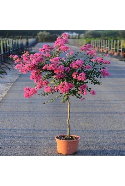 Havaza Oya Ağacı Fidanı ( Tüplü ) 4 Adet Havaza Oya Ağacı Fidanı ( Tüplü ) 4 Adet