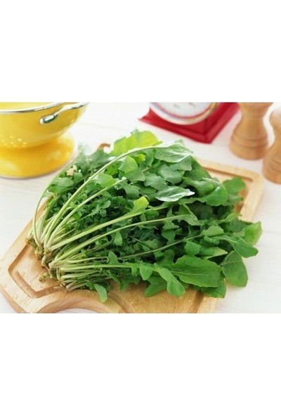 Tohum Dünyam Dantel Kenarlı Italyan Roka 1000+ Tohum