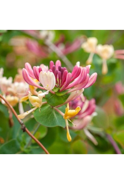 Havaza 3 Renkli Kokulu Hanımeli Fidanı 3 Adet Havaza 3 Renkli Kokulu Hanımeli Fidanı 3 Adet