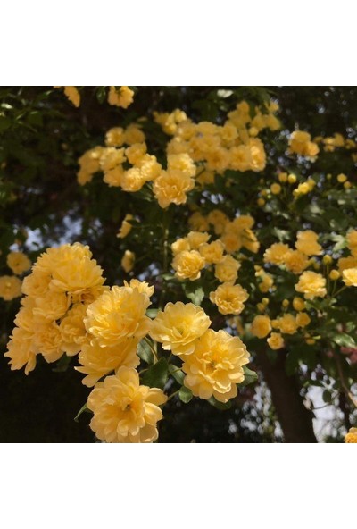 Reyon Ermenek Tüplü Yediveren Sarı Renkli Sarmaşık Gül Fidanı