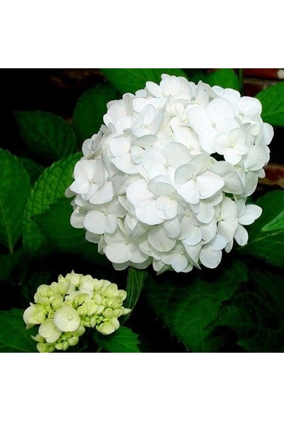 Reyon Ermenek Beyaz Büyük Çiçekli Tüplü Ortanca Çiçeği Fidanı