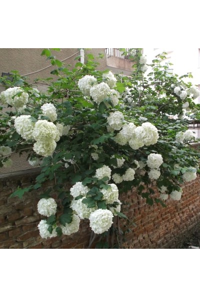 Reyon Ermenek Tüplü Kartopu (Viburnum Lucidum) Fidanı (80-120 Cm)