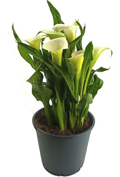 Palmiye - Cala - Beyaz Renk 14 cm Saksıda Palmiye - Cala - Beyaz Renk 14 cm Saksıda