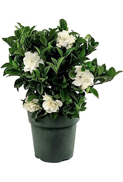 Moda Botanik Gardenya Jasminoides Kokulu Gardenya Ev ve Ofis Bitkisi Dolgun Formlu 1.kalite Moda Botanik Gardenya Jasminoides Kokulu Gardenya Ev ve Ofis Bitkisi Dolgun Formlu 1.kalite