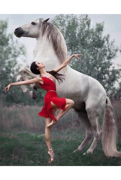 Lily Hobbyland Asil At ve Asil Güzel Sayılarla Boyama Çerçeveli Tuval Seti 60 x 75 cm Lily Hobbyland Asil At ve Asil Güzel Sayılarla Boyama Çerçeveli Tuval Seti 60 x 75 cm