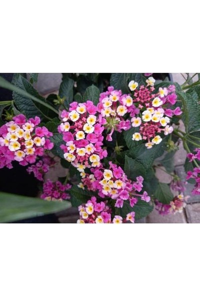 Lala Ahmet Botanik Ağaç Minesi, Lantana Camara (Pembe Beyaz Renkli ) Saksıda Her Mevsim Dikilebilir Lala Ahmet Botanik Ağaç Minesi, Lantana Camara (Pembe Beyaz Renkli ) Saksıda Her Mevsim Dikilebilir