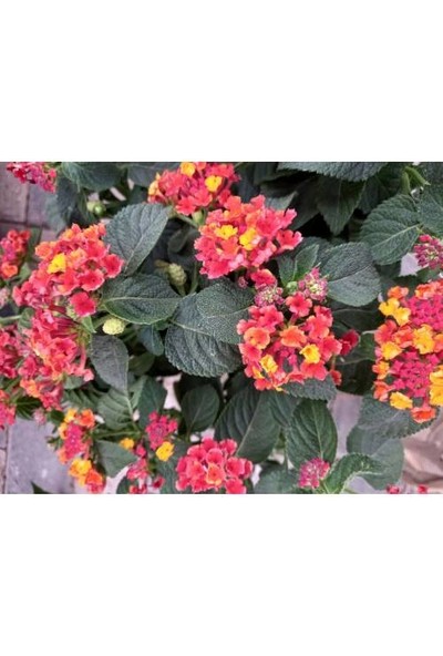 Lala Ahmet Botanik 2 Adet Ağaç Minesi, Lantana Camara (1 Adet Sarı Kırmızı-1 Adet Pembe Beyaz Lala Ahmet Botanik 2 Adet Ağaç Minesi, Lantana Camara (1 Adet Sarı Kırmızı-1 Adet Pembe Beyaz